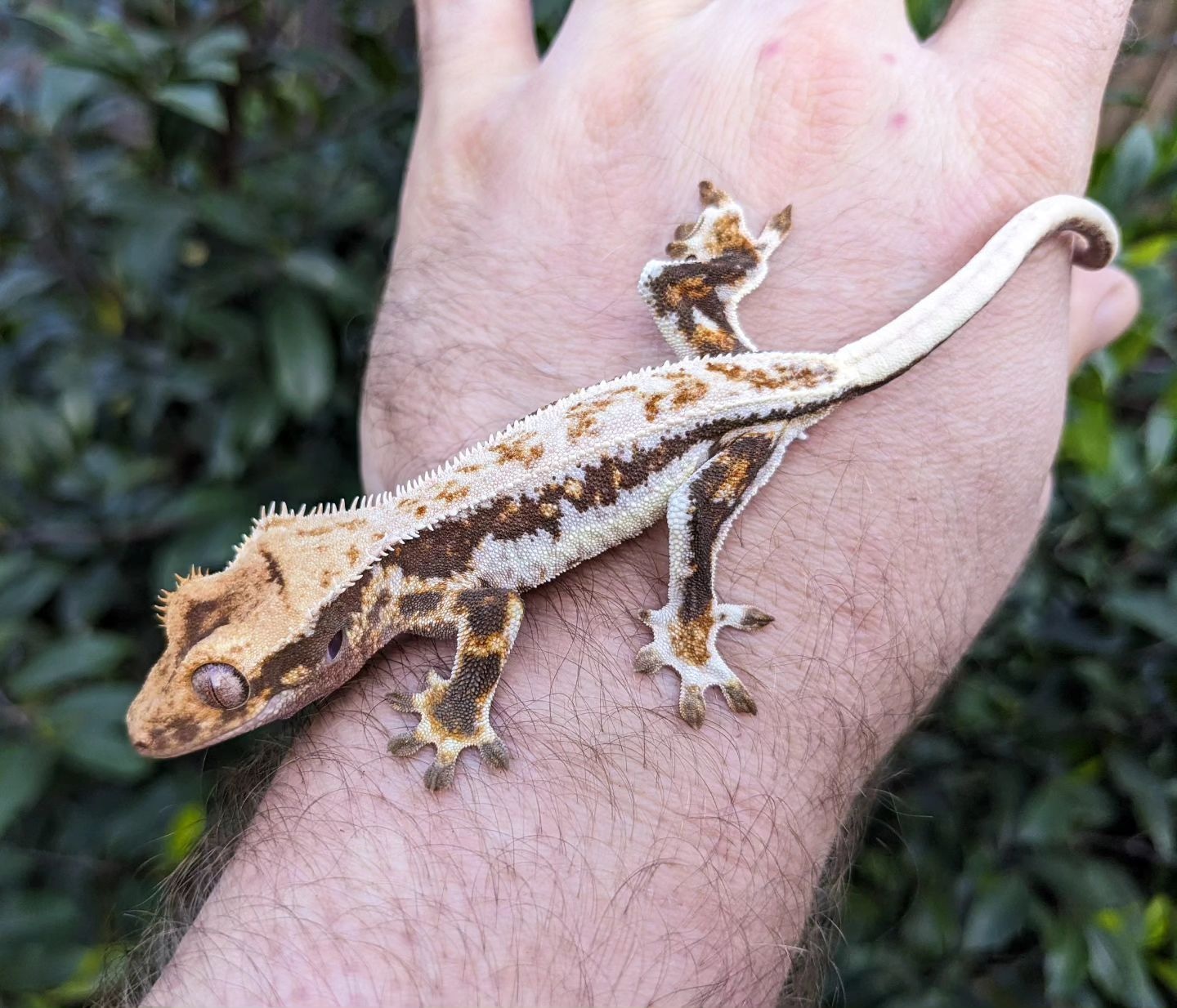Lilly White 9g Crested Gecko by Olympian Exotics - MorphMarket