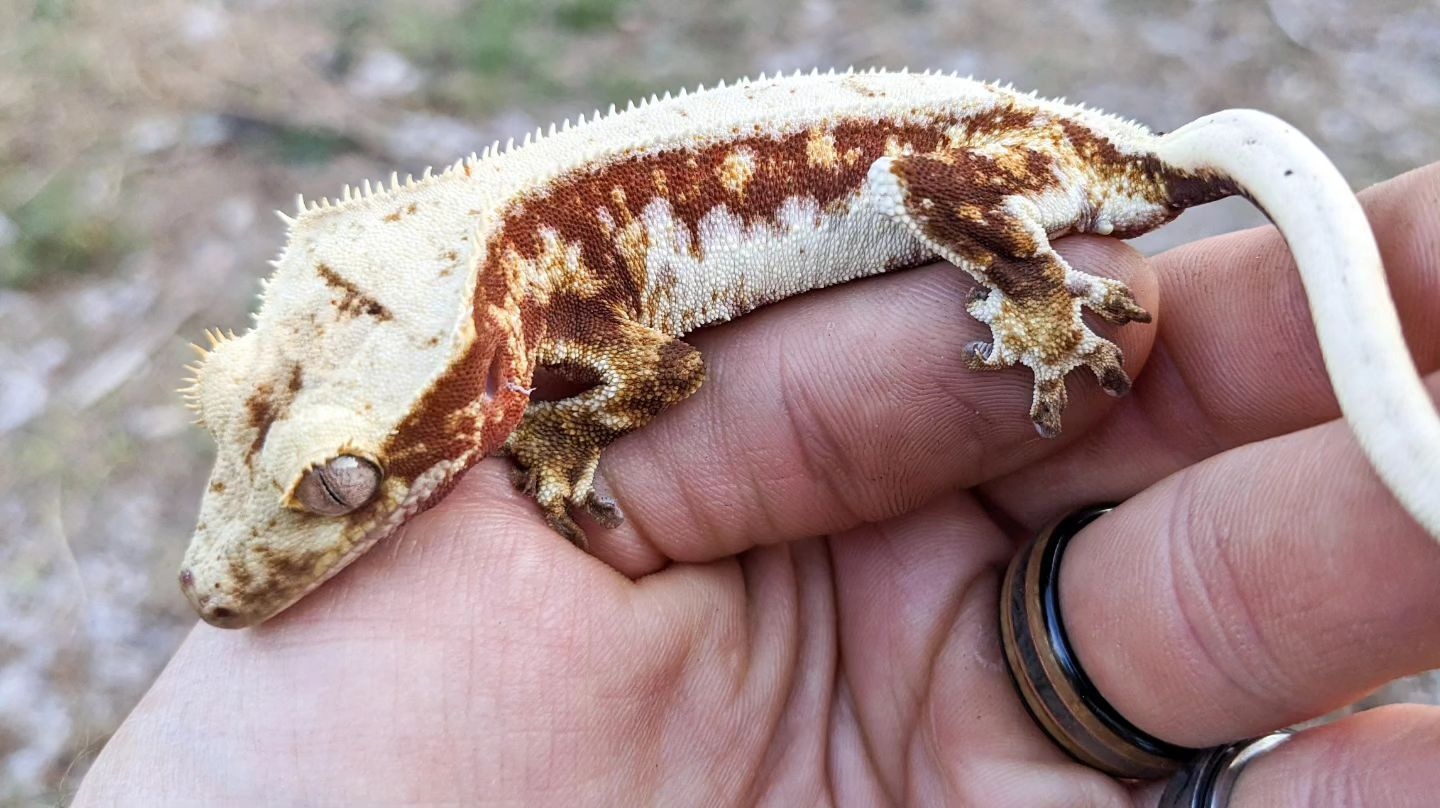 Red Base Lilly White Probable Female! Crested Gecko by Olympian Exotics ...