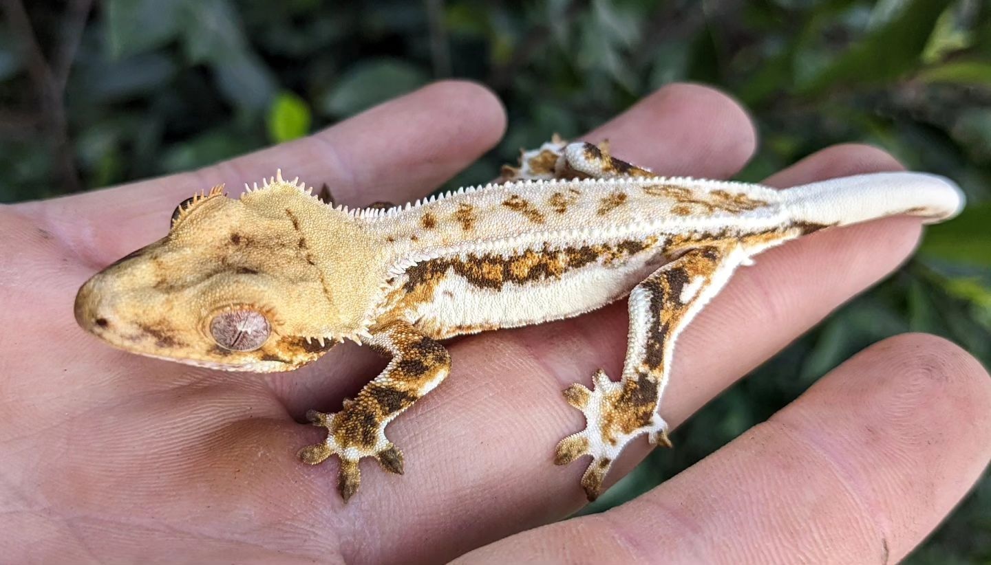 A+ Lilly White Crested Gecko by Olympian Exotics - MorphMarket