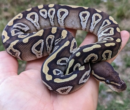 Pastel Leopard Spotnose Clown Ball Python by Olympian Exotics - MorphMarket