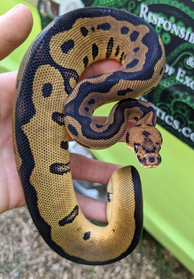 Leopard Clown Ball Python by Olympian Exotics