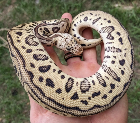 Pastel Leopard Spotnose Clown Ball Python by Olympian Exotics