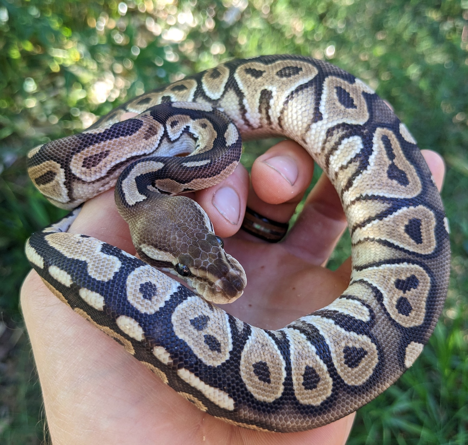 Cinnamon Ball Python by Olympian Exotics - MorphMarket