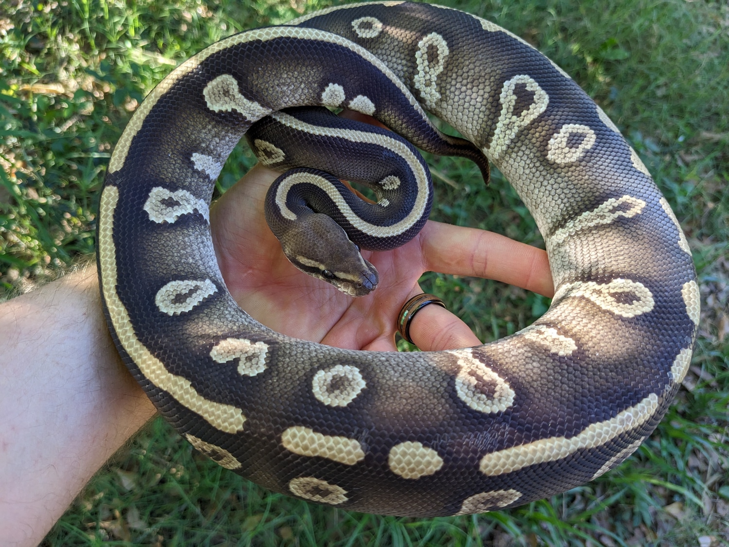 Mojave Raven Ball Python by Olympian Exotics - MorphMarket