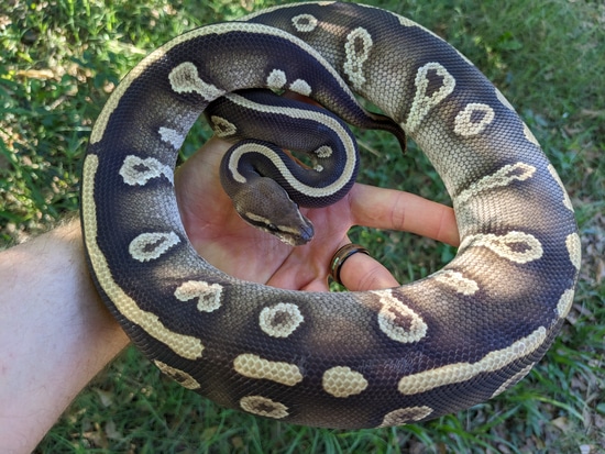 Mojave Raven Ball Python by Olympian Exotics