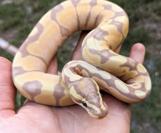 Coral Glow Enchi Ball Python by Olympian Exotics