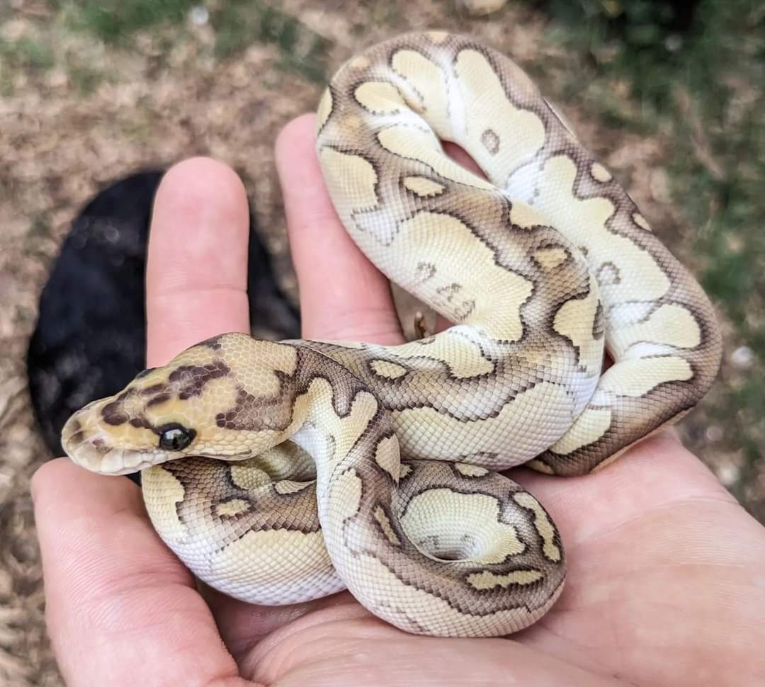 Butter Clown Ball Python by Olympian Exotics - MorphMarket
