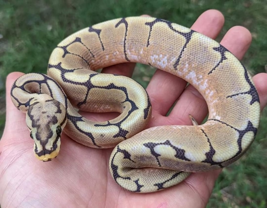 Orange Ghost Spider Ball Python by Olympian Exotics