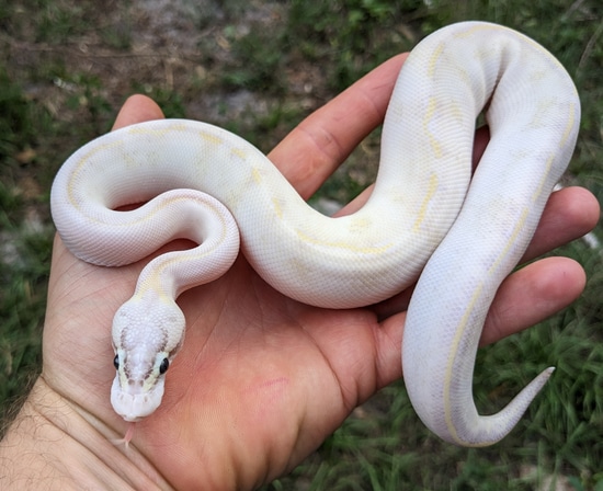 Pastel Ivory Ball Python by Olympian Exotics