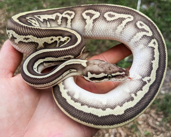Pastel Lesser Leopard Orange Dream Ball Python by Olympian Exotics