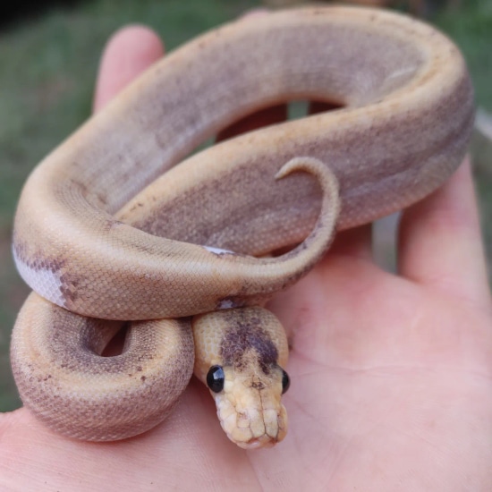 Cinnamon Champagne Ball Python by Olympian Exotics