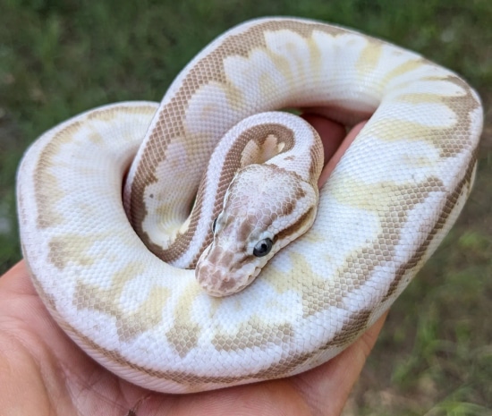Pastel Butter Spider Calico Black Pastel Possible Enchi Ball Python by ...