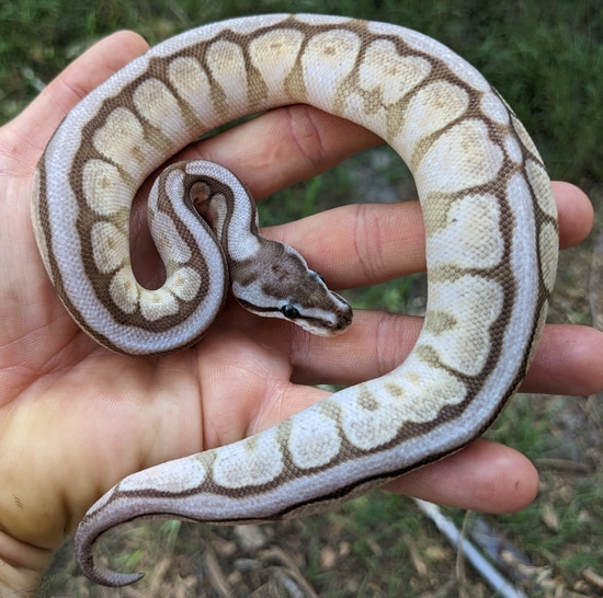 Black Pastel Butter Spider Ball Python by Olympian Exotics