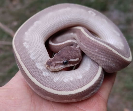 Mystic Potion Ball Python by Olympian Exotics