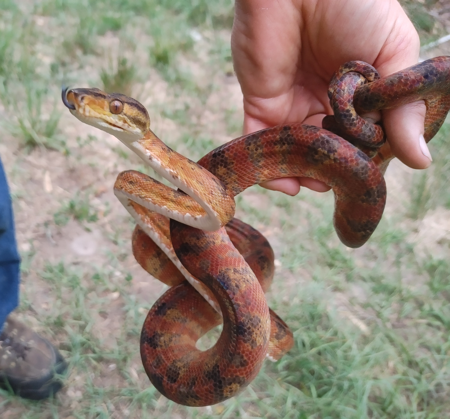 Long Term Captive Red Bicolor Amazon Tree Boa by Olympian Exotics ...