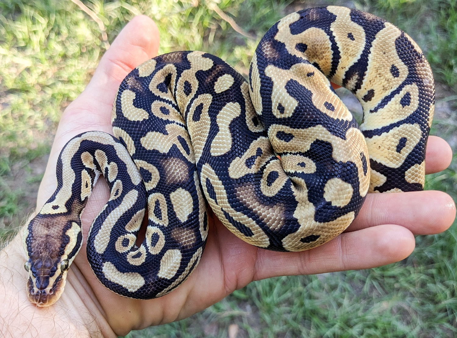 Pastel Free Shipping! Ball Python by Olympian Exotics - MorphMarket