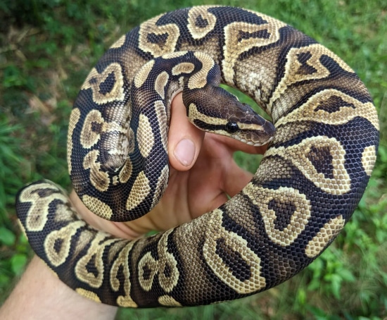 Mystic Yellowbelly Ball Python by Olympian Exotics