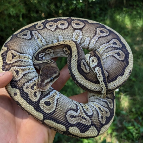 Mystic Hidden Gene Woma Granite Ball Python by Olympian Exotics