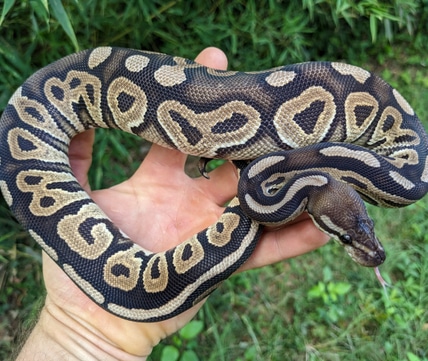 GHI Mojave Pinstripe Ball Python by Olympian Exotics - MorphMarket