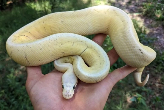 Super Pastel Fire Pinstripe Ball Python by Olympian Exotics