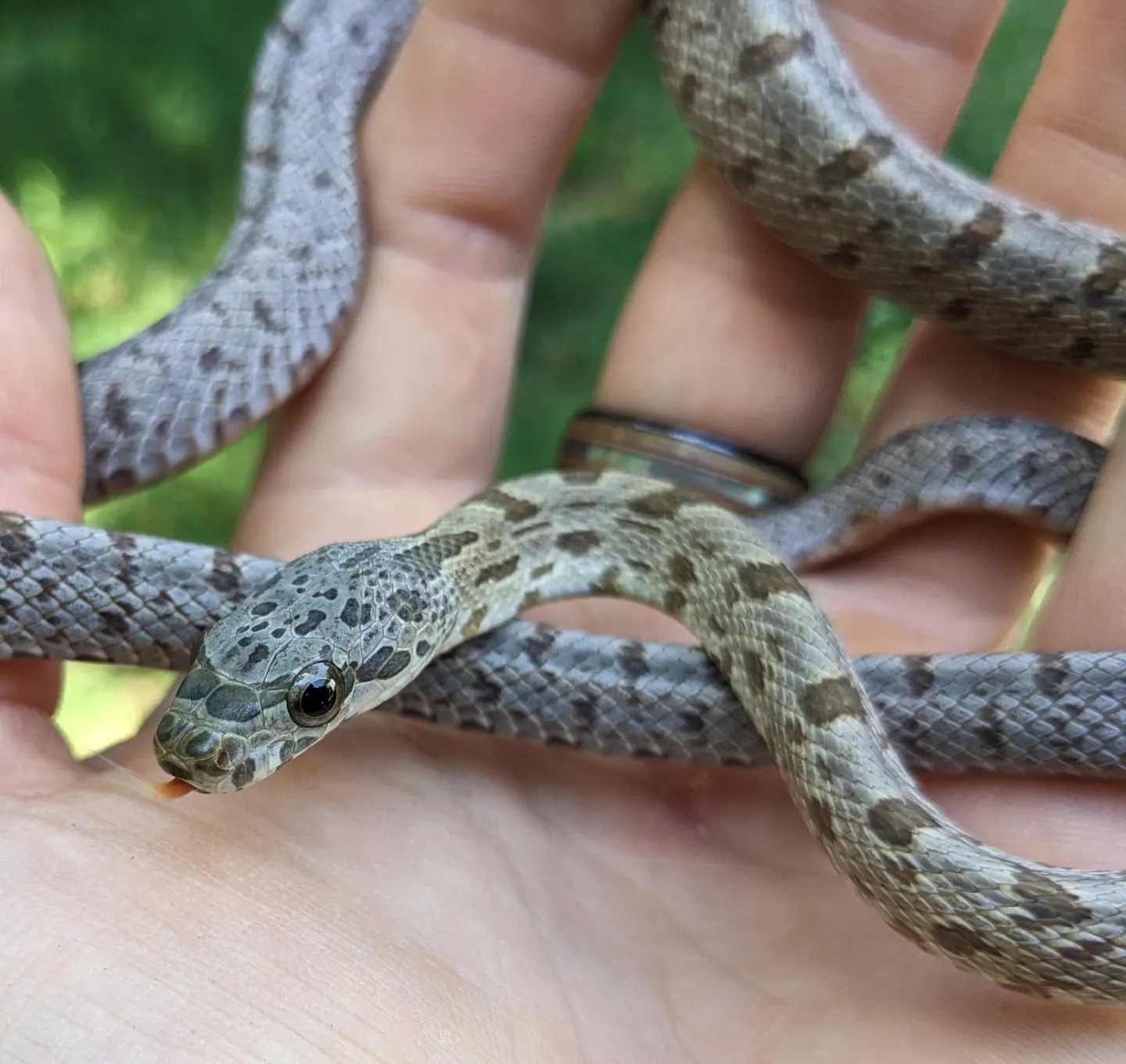 Texas/mexican ~2FT Baird's Rat Snake by Olympian Exotics - MorphMarket