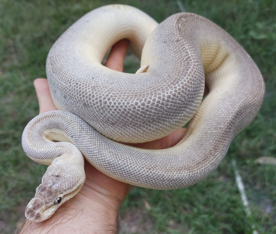 Pastel Cinnamon Butter Leopard +? Ball Python by Olympian Exotics