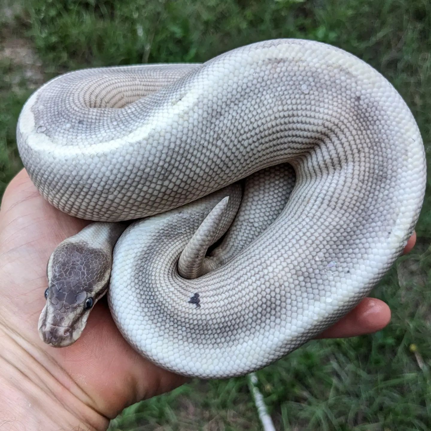 GHI Mystic Potion NFS Ball Python by Olympian Exotics - MorphMarket
