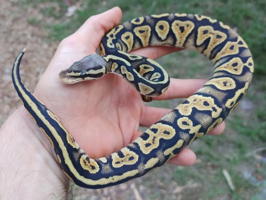 Pastel Blackhead Orange Ghost Ball Python by Olympian Exotics