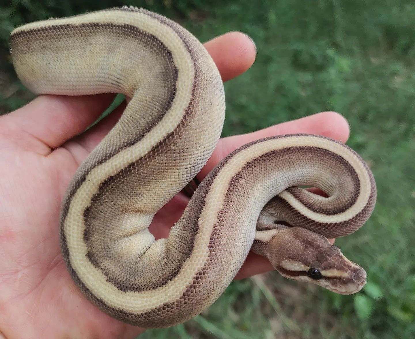 Butter Genetic Stripe Ball Python by Olympian Exotics - MorphMarket