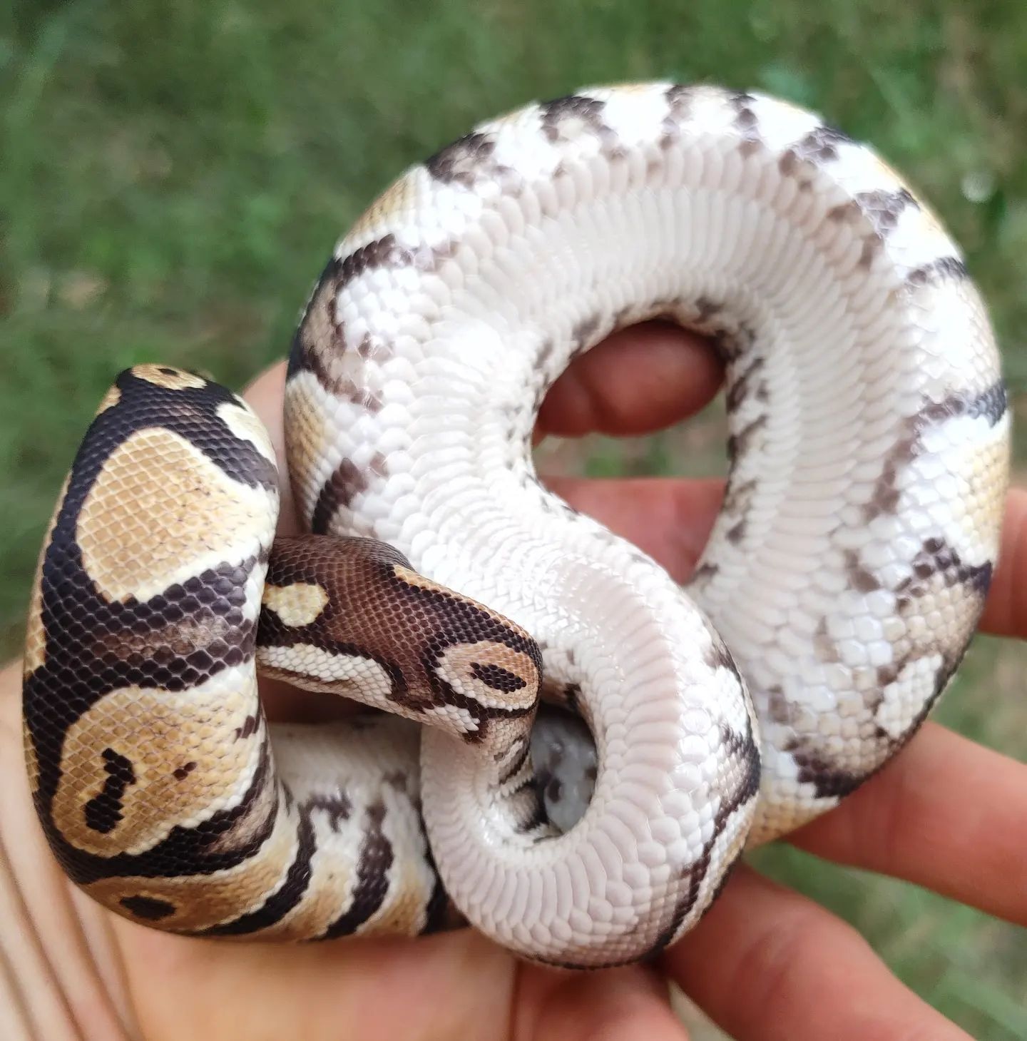 Phantom Ball Python By Olympian Exotics Morphmarket 