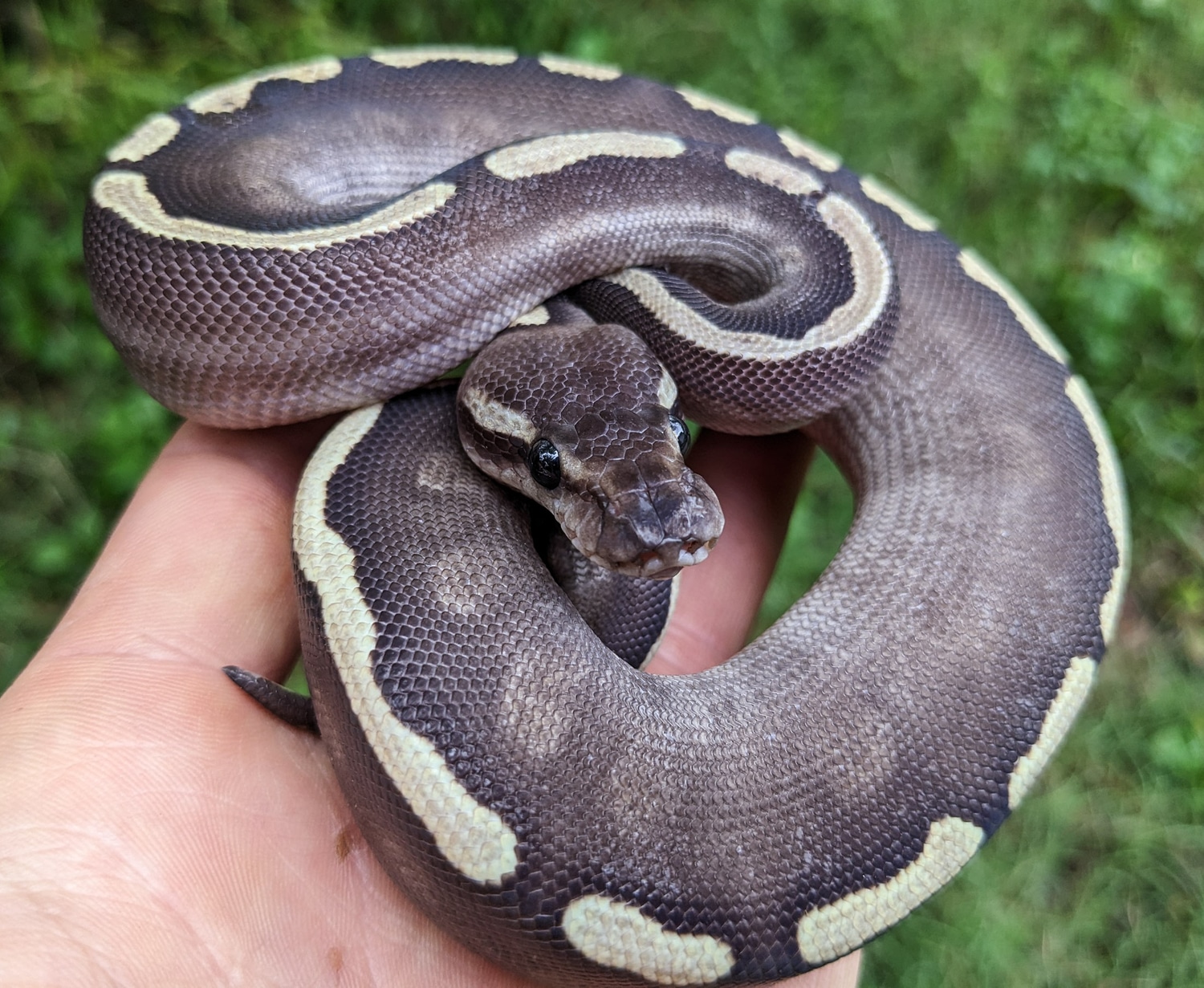 GHI Mojave Ball Python by Olympian Exotics - MorphMarket