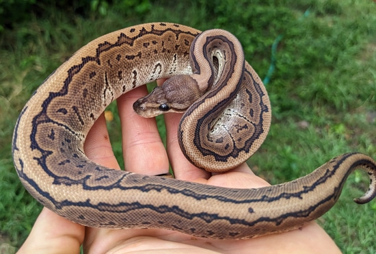 Cinnamon Pinstripe Ball Python by Olympian Exotics