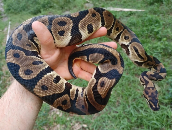 Leopard 100% Het Clown Ball Python by Olympian Exotics