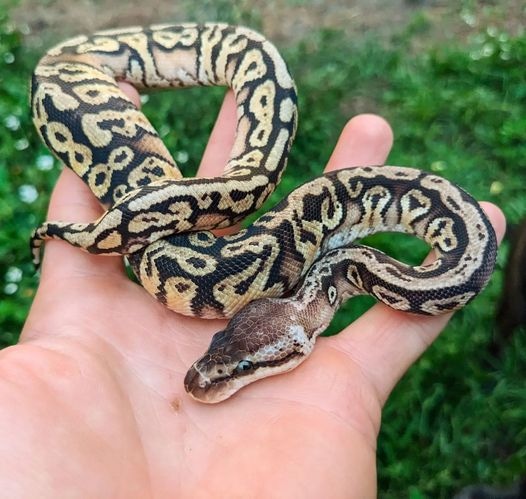 Pastel Hidden Gene Woma Granite Ball Python by Olympian Exotics ...