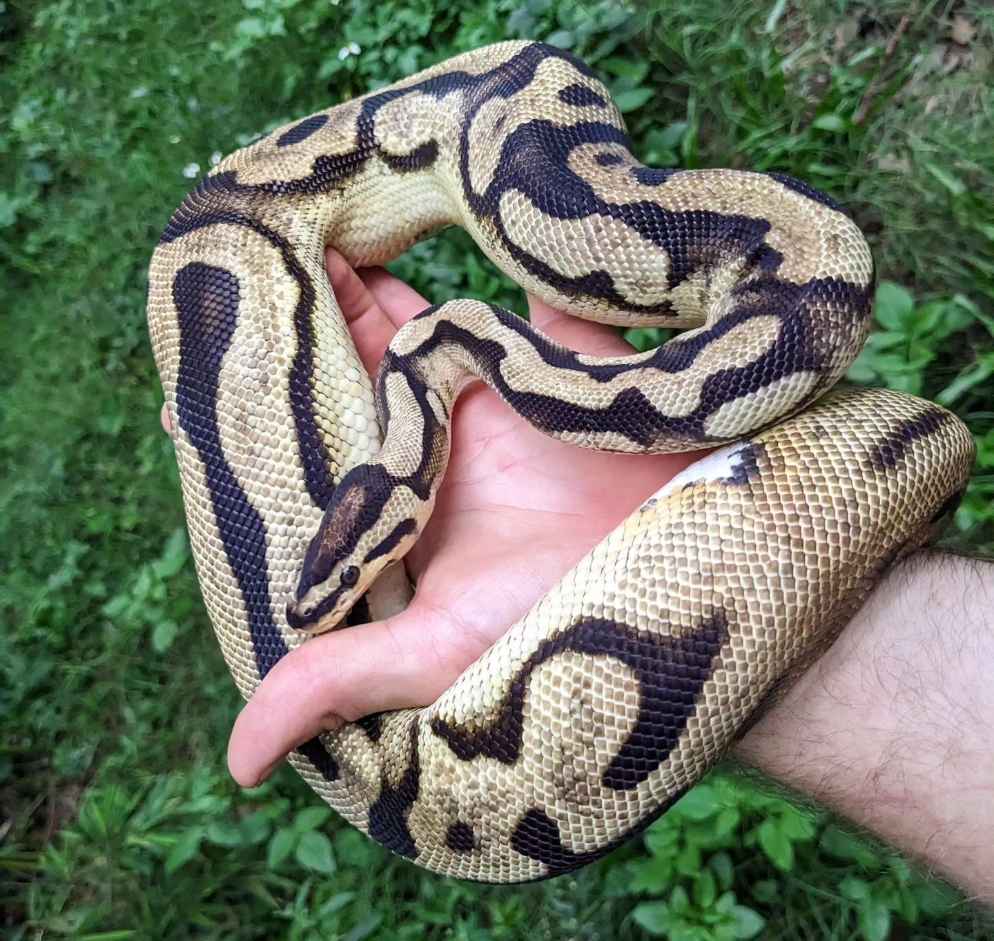 Pied +??? Ball Python by Olympian Exotics - MorphMarket