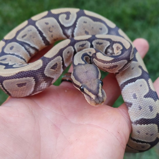 Orange Ghost Vanilla Ball Python by Olympian Exotics