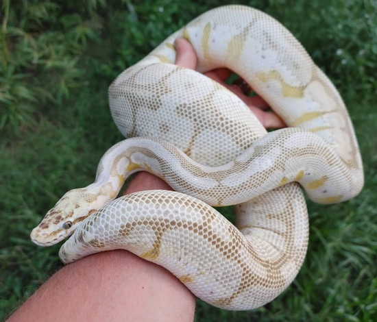 Pastel Spider Butter Yellowbelly Ball Python by Olympian Exotics