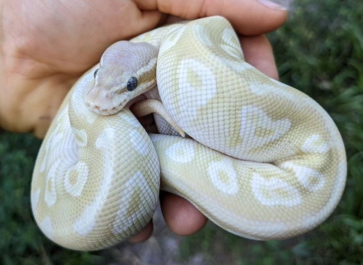 Crystal Ball Python by Olympian Exotics - MorphMarket