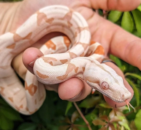 Kahl Sunglow Boa Male 1.5FT Boa Constrictor by Olympian Exotics