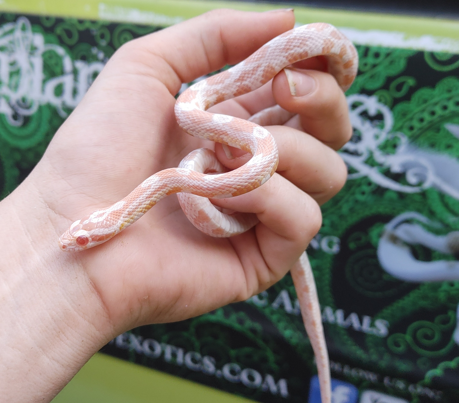 Snow ~1.5FT Corn Snake by Olympian Exotics - MorphMarket