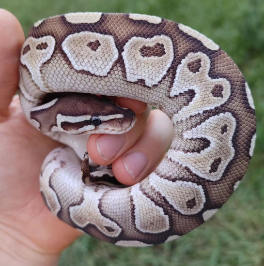 Lesser 100% Double Het Albino VPI Axanthic Ball Python by Olympian Exotics