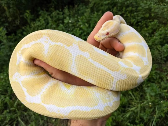 High Constrast Albino Female Ball Python by Olympian Exotics