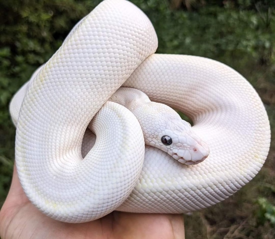 Blue Eyed Leucistic Ball Python by Olympian Exotics