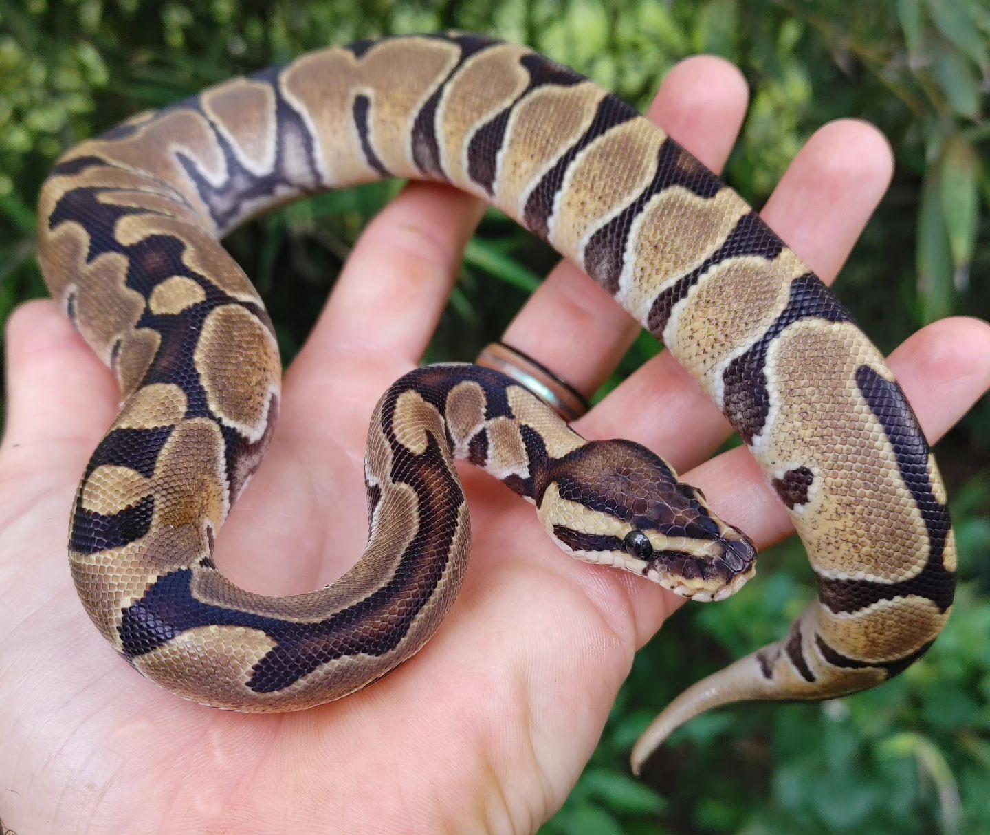Enchi Ball Python by Olympian Exotics - MorphMarket