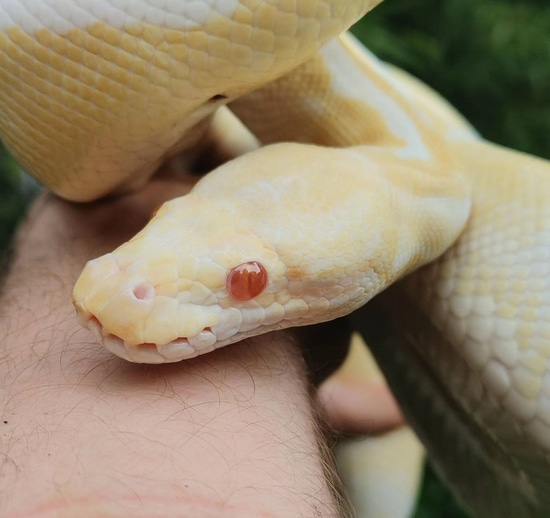 2018A+ Albino Ball Python by Olympian Exotics