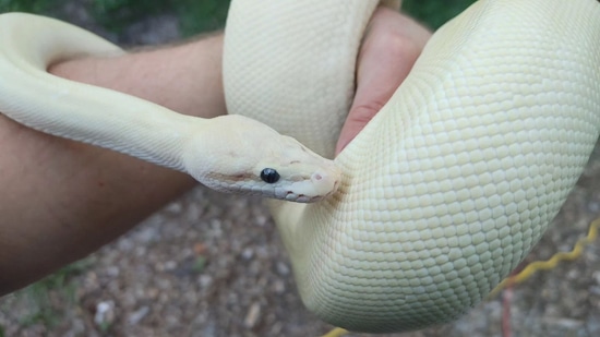 Puma Ball Python by Olympian Exotics