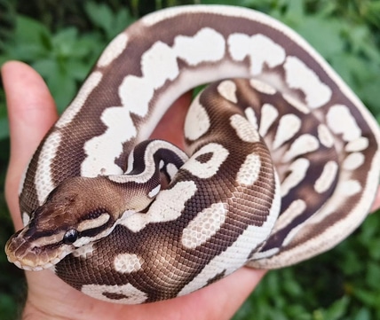 Mojave Raven Ball Python by Olympian Exotics - MorphMarket