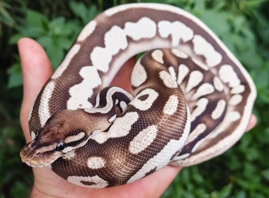 Super Orange Mojave Fire Ball Python by Olympian Exotics
