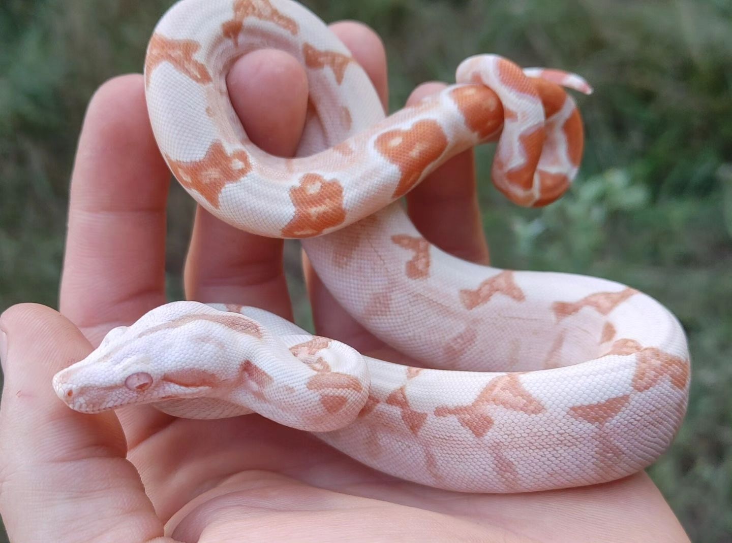 Kahl Sunglow Lipstick Line Boa Constrictor by Olympian Exotics ...