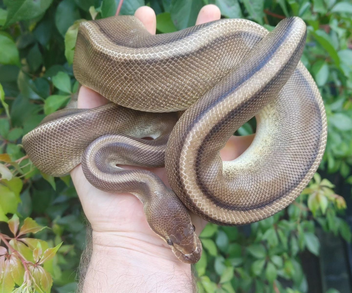 Genetic Stripe Ball Python by Olympian Exotics - MorphMarket